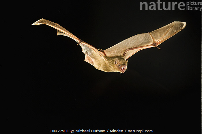 Stock photo of Northern Yellow Bat (Lasiurus intermedius) flying, Texas ...