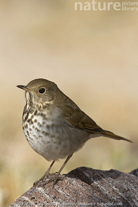 Stock photo of Hermit Thrush (Catharus guttatus), Montana. Available ...