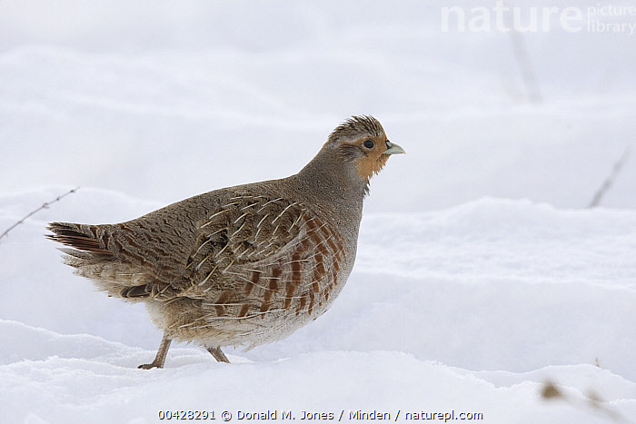 Stock photo of European Partridge (Perdix perdix) in snow, western ...