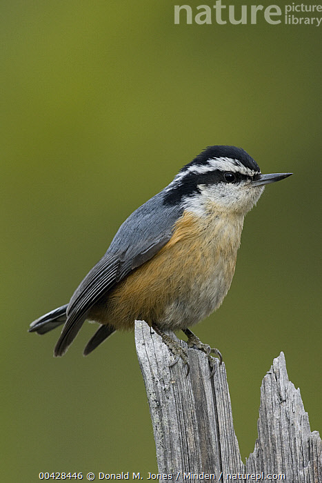 Stock photo of Red-breasted Nuthatch (Sitta canadensis), western ...