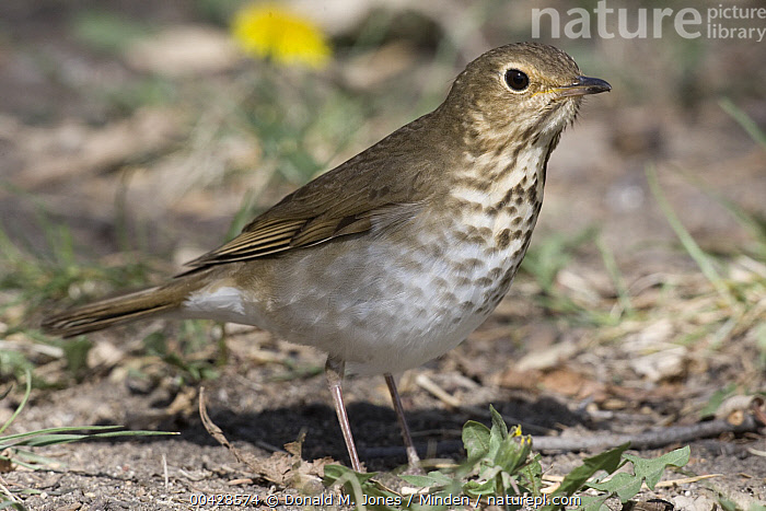 Stock photo of Swainson's Thrush (Catharus ustulatus), eastern Montana ...