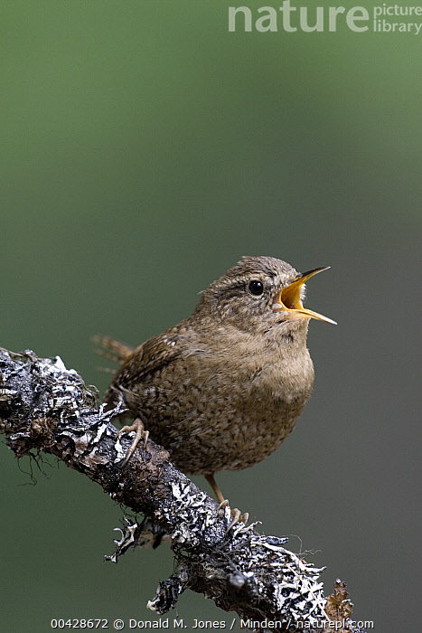 Stock photo of Pacific Wren (Troglodytes pacificus) singing male ...