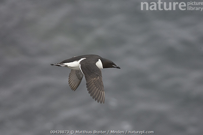 Stock photo of Common Murre (Uria aalge) flying, Pribilof Islands ...