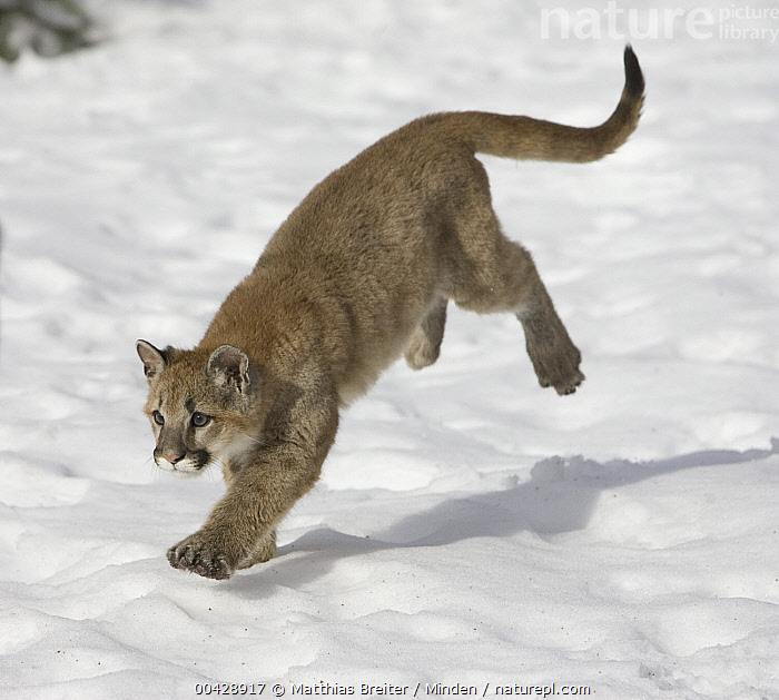 Stock photo of Mountain Lion (Puma concolor) cub running, Montana ...