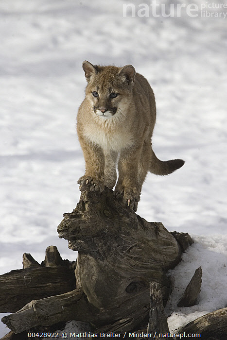Stock photo of Mountain Lion (Puma concolor) cub on tree stump, Montana ...