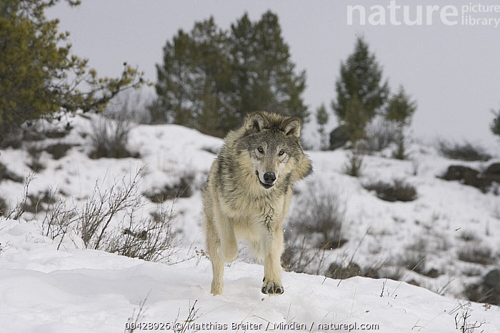 Stock photo of Timber Wolf (Canis lupus) running, Montana. Available ...