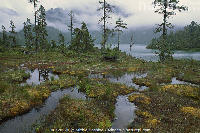 Stock photo of Muskeg wetland with boreal forest in fog, Southeast ...