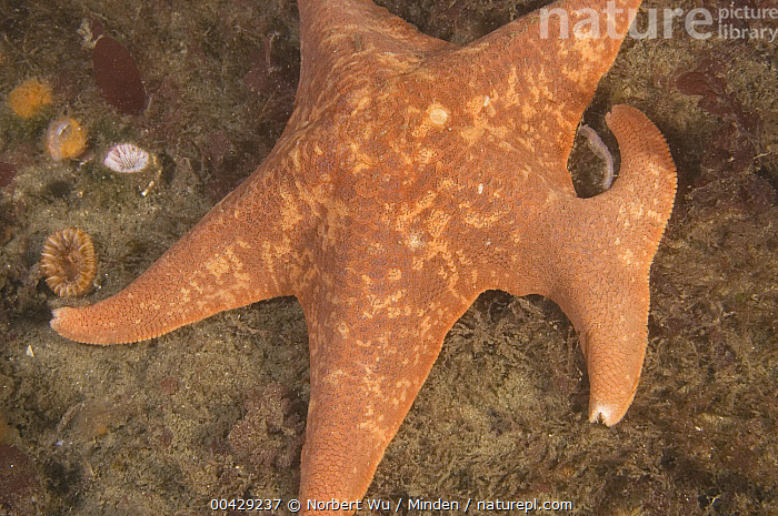 Stock photo of Bat Star (Asterina miniata) with regenerated arm ...