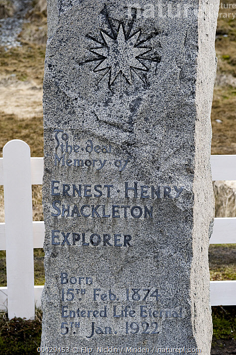 Stock photo of Grave of British explorer Ernest Shackleton, South ...