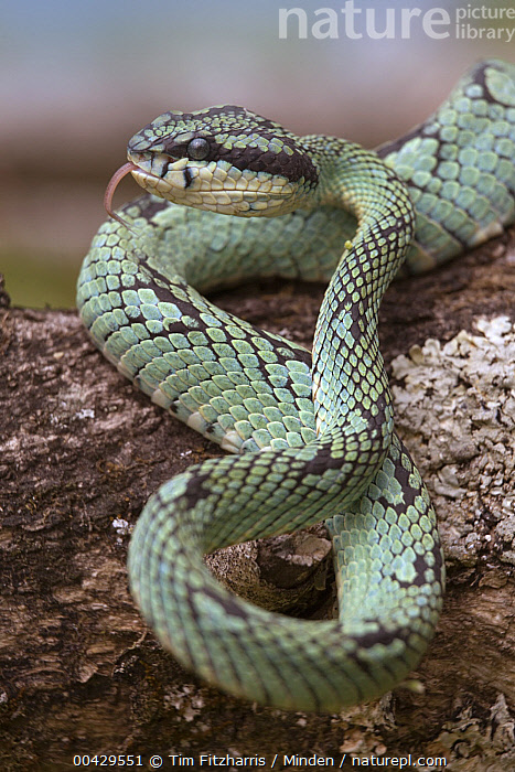 Stock photo of Ceylon Pit Viper (Trimeresurus trigonocephalus) on ...