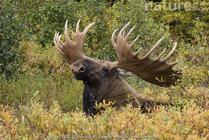Stock photo of Alaska Moose (Alces alces gigas) bull in willows ...