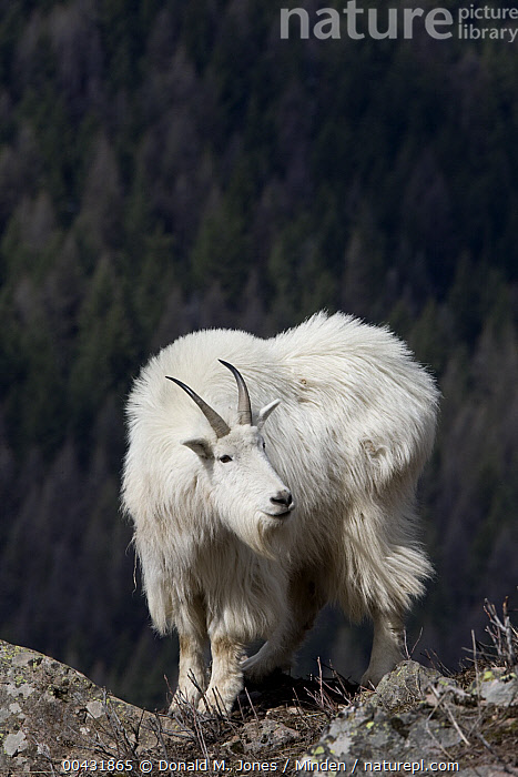 Stock photo of Mountain Goat (Oreamnos americanus), western Montana ...