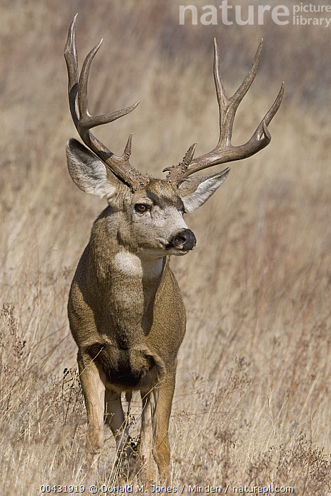 Stock photo of Mule Deer (Odocoileus hemionus) buck, western Montana ...