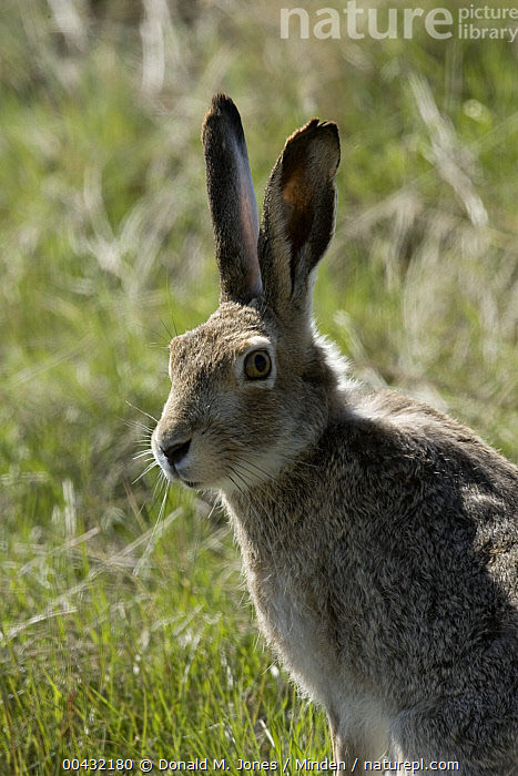 Stock photo of White-tailed Jack Rabbit (Lepus townsendii) in summer ...