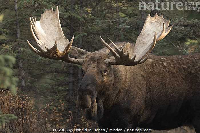 Stock photo of Alaska Moose (Alces alces gigas) bull, central Alaska ...