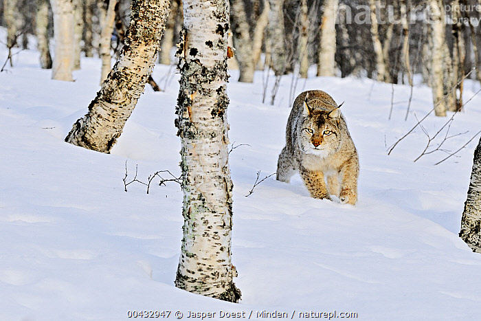 Stock photo of Eurasian Lynx (Lynx lynx) walking through snow, Norway ...