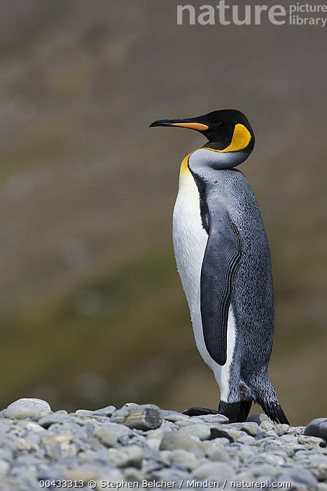Stock photo of King Penguin (Aptenodytes patagonicus), South Georgia ...