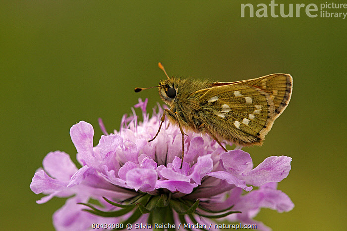 Stock photo of Silver-spotted Skipper (Hesperia comma) butterfly on ...