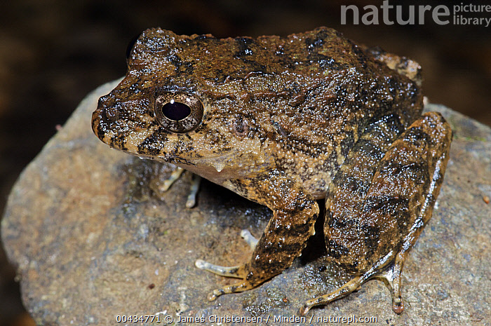 Stock photo of Toad-like Rain Frog (Strabomantis bufoniformis), Colon ...