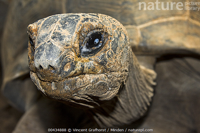 Stock photo of Ploughshare Tortoise (Geochelone yniphora) male ...