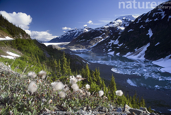 Stock photo of Salmon Glacier spills down from the Coast Range near ...