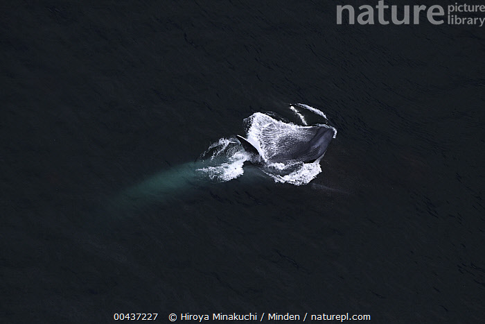 Stock photo of Blue Whale (Balaenoptera musculus) gulp feeding, Sea of ...