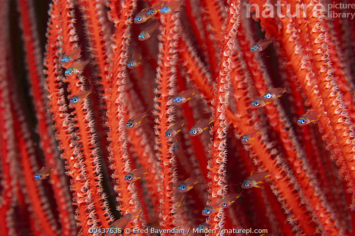 Stock photo of Cardinalfish (Apogonidae) juveniles hiding among soft ...