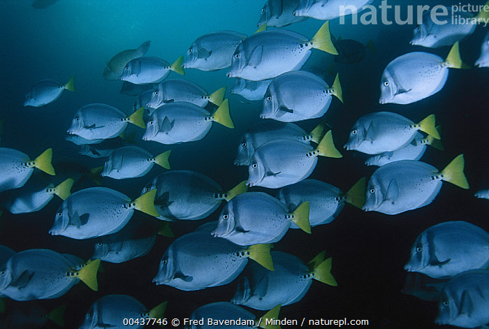 Stock photo of Yellow-tailed Surgeonfish (Prionurus laticlavius) school ...