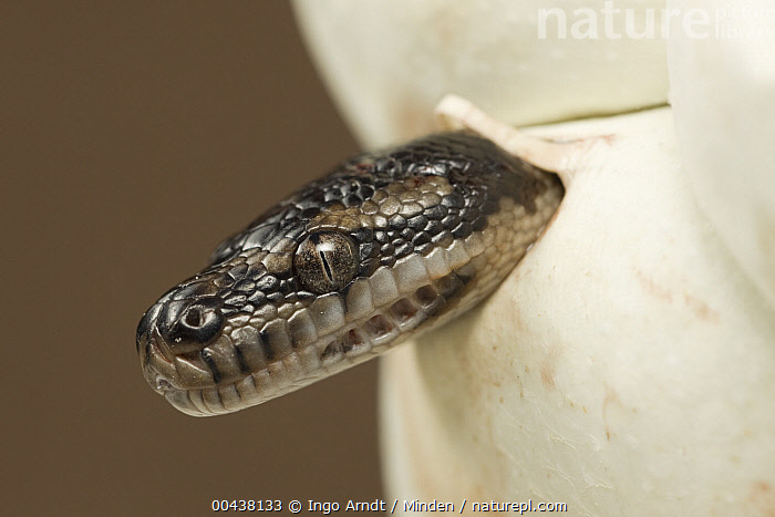 Stock photo of Carpet Python (Morelia spilota) hatching from egg ...