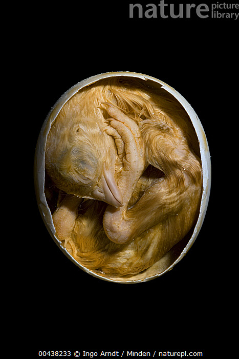 Stock photo of Domestic Chicken (Gallus domesticus) egg and fetus ...