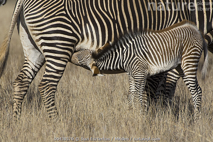 Stock photo of Grevy's Zebra (Equus grevyi) young foal nursing, Lewa ...