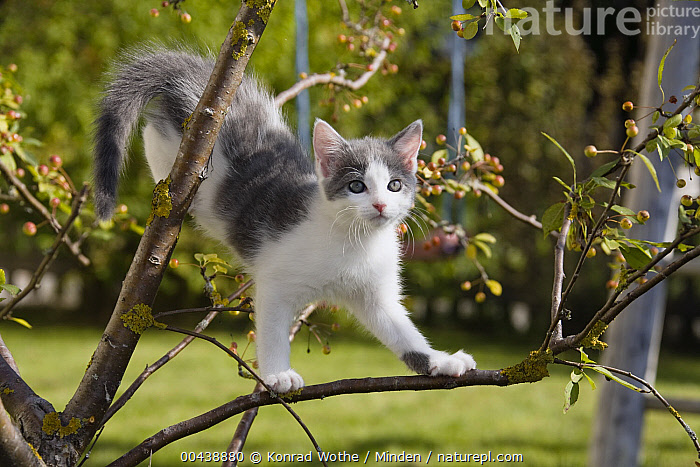 Stock photo of Domestic Cat (Felis catus) kitten climbing in tree ...