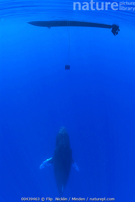 Stock photo of Humpback Whale (Megaptera novaeangliae) below hydrophone ...