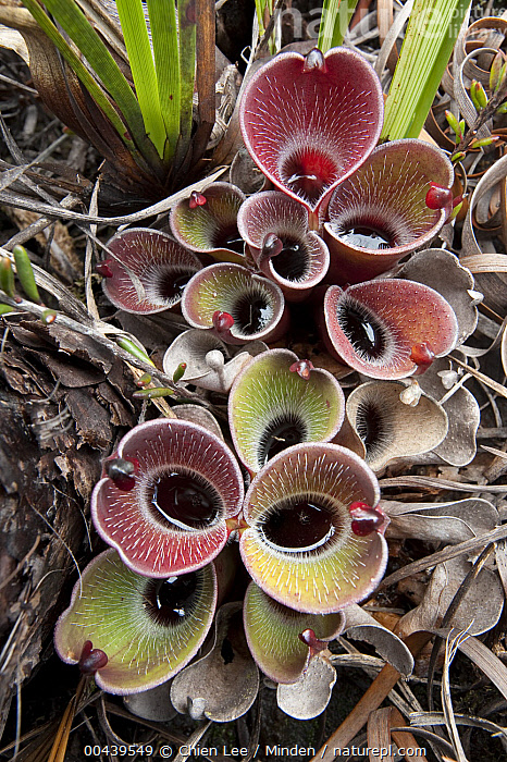Stock photo of Pitcher Plant (Heliamphora pulchella), Venezuela ...