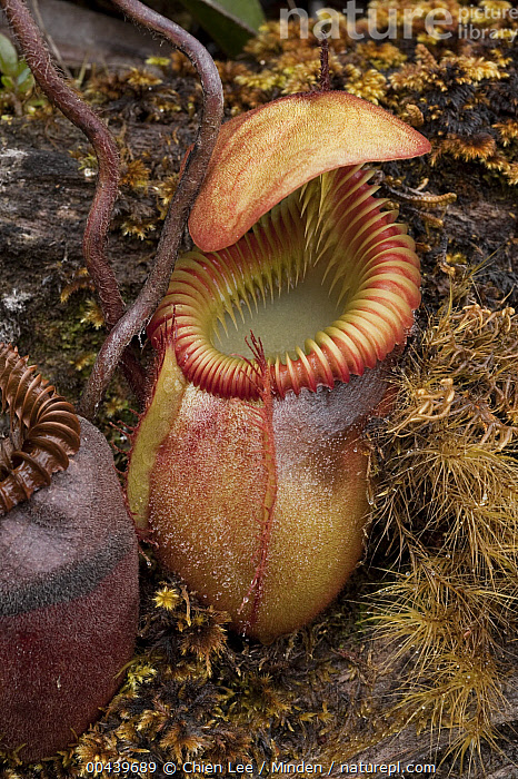 Stock photo of Villose Pitcher Plant (Nepenthes villosa), Kinabalu ...