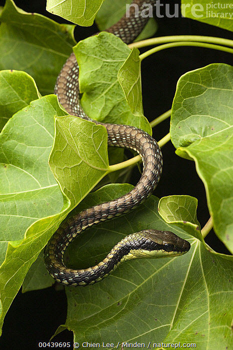 Stock photo of Painted Bronzeback (Dendrelaphis pictus) snake ...