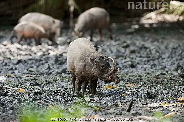 Stock photo of North Sulawesi Babirusa (Babyrousa celebensis) male ...