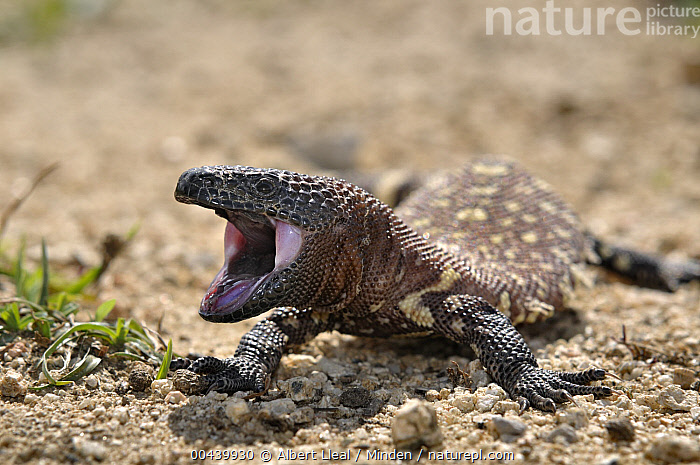 Stock photo of Gila Monster (Heloderma suspectum) young in threatening ...