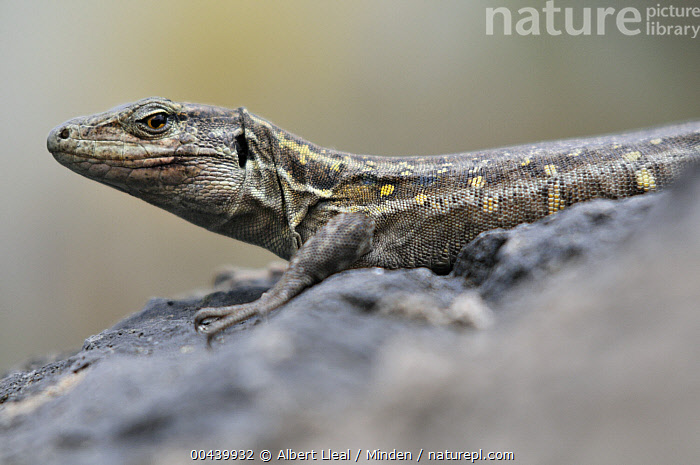 Stock photo of Gallot's Lizard (Gallotia galloti) female, endemic to ...