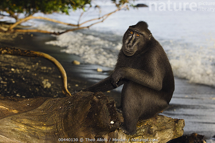 Stock photo of Celebes Black Macaque (Macaca nigra) dominant male ...