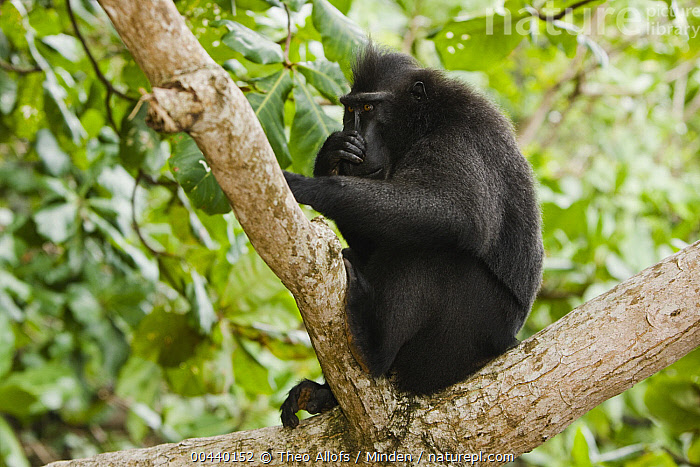 Stock photo of Celebes Black Macaque (Macaca nigra) dominant male ...