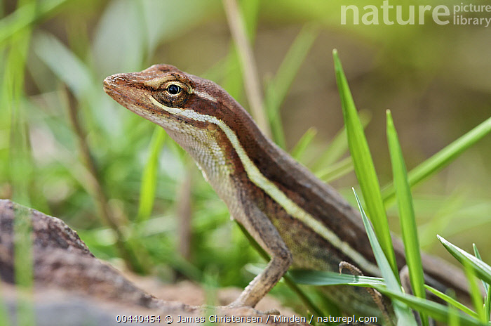Stock photo of Grass Anole (Norops auratus) female, central Panama ...