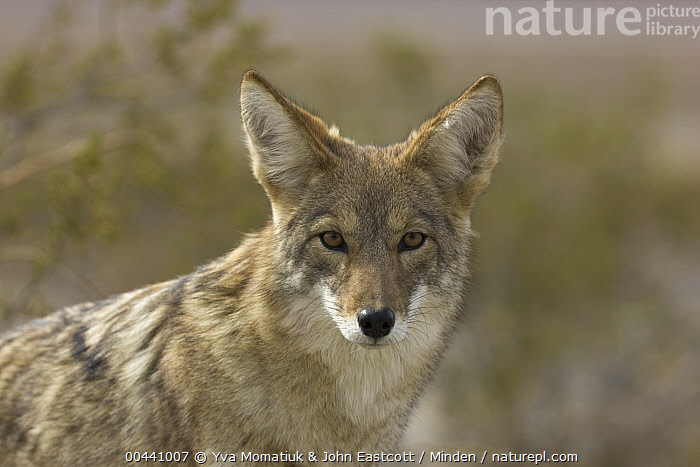 Desert Coyote