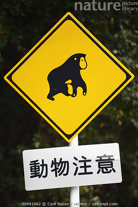 Stock photo of Japanese Macaque (Macaca fuscata) signpost on the coast ...