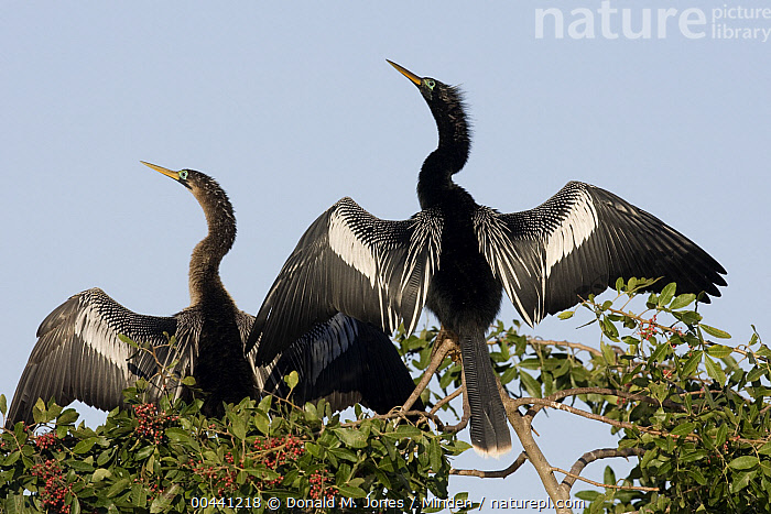 Stock photo of American Darter (Anhinga anhinga) pair drying wings ...