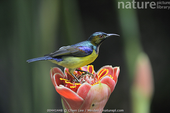 Stock photo of Plain-throated Sunbird (Anthreptes malacensis) male on ...