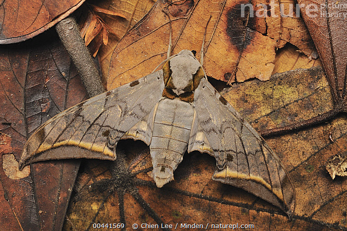 Stock photo of Hawk Moth (Ambulyx sp) camouflaged on leaf litter, Mount ...