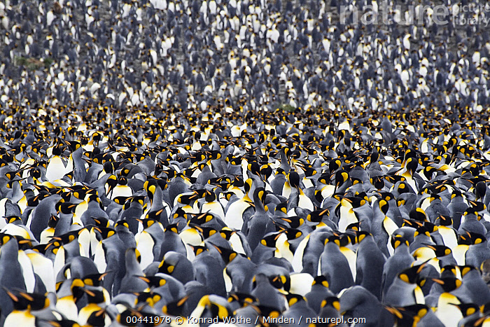 Stock photo of King Penguin (Aptenodytes patagonicus) colony, South ...