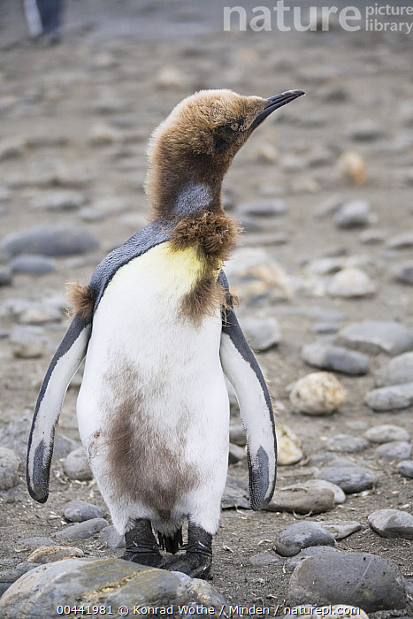 Stock photo of King Penguin (Aptenodytes patagonicus) young molting ...