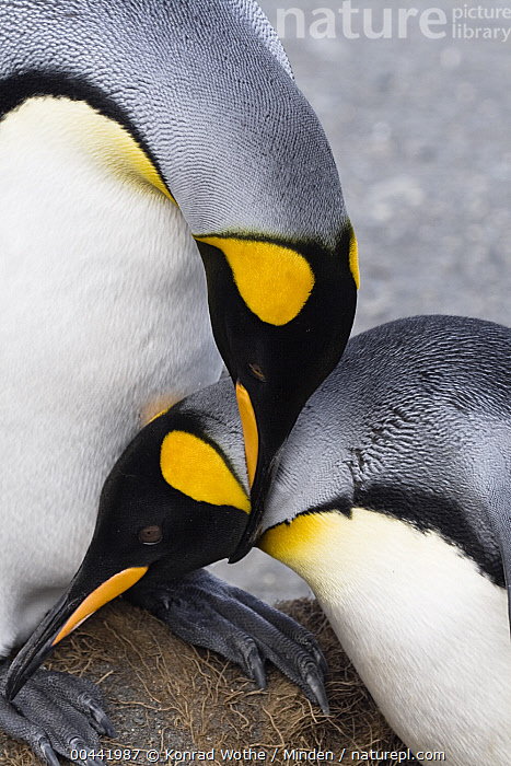 Stock photo of King Penguin (Aptenodytes patagonicus) pair courting ...